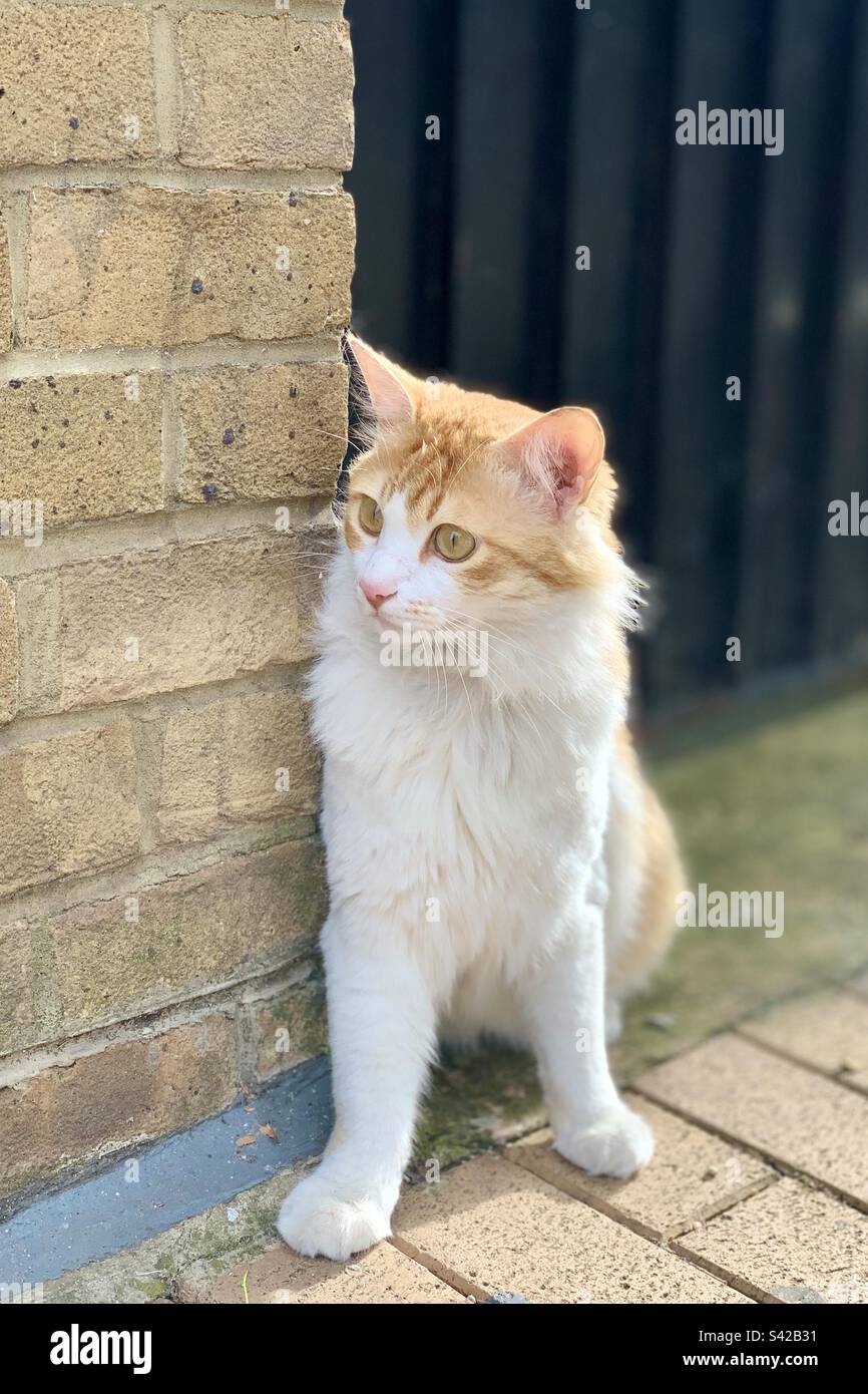 Street corner cat hi-res stock photography and images - Alamy