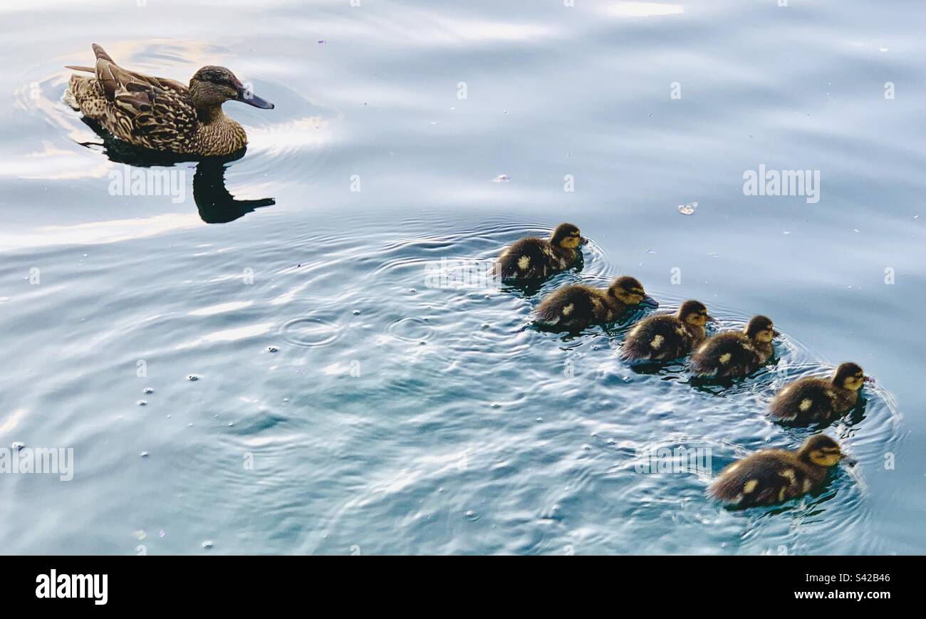 Animals mother hi-res stock photography and images - Alamy