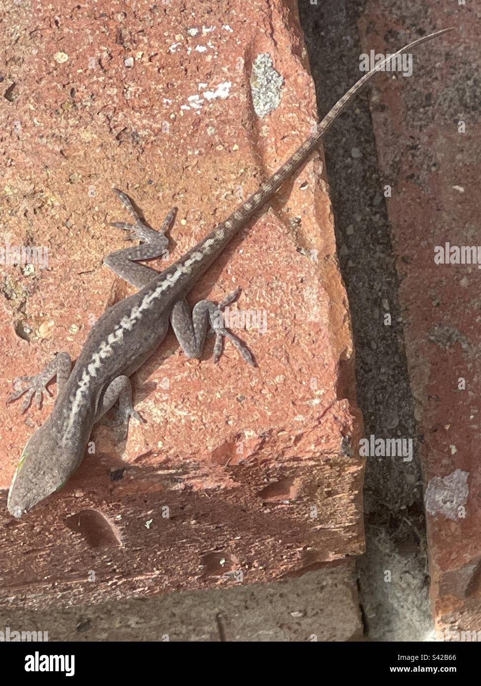 Lizard on bricks Stock Photo - Alamy