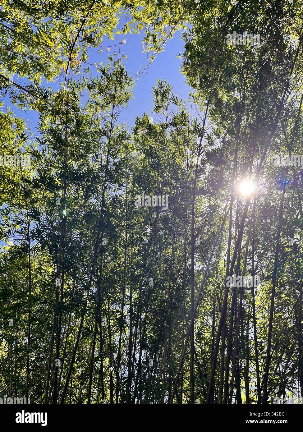 Sun peeking through the trees Stock Photo - Alamy