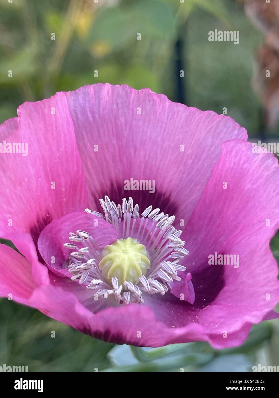 Pink pretty beautiful hi-res stock photography and images - Alamy