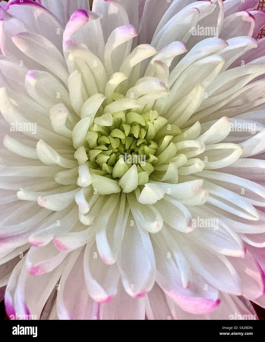 Closeup white chrysanthemum flower in hi-res stock photography and ...