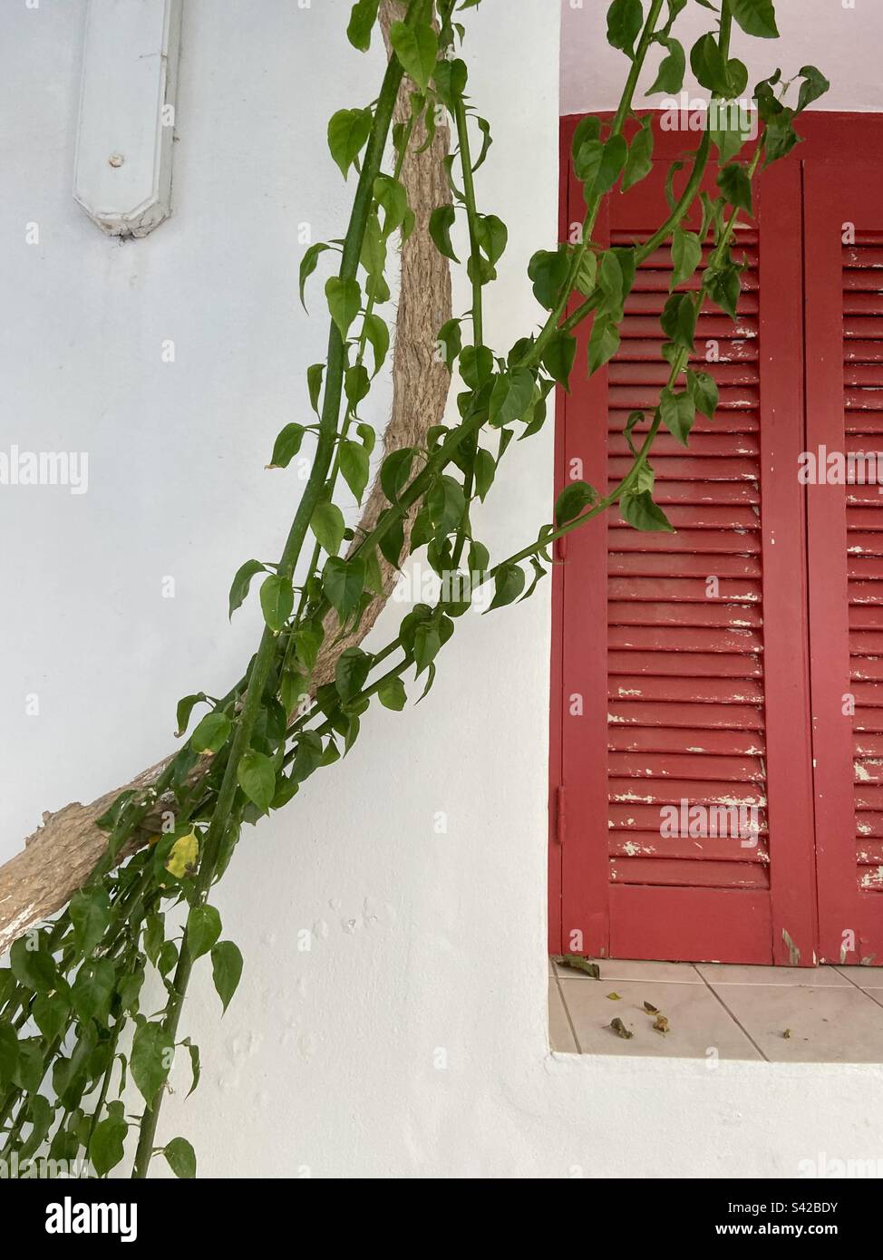 Green leaves branch and red shuttered window, Paros, Greece Stock Photo ...