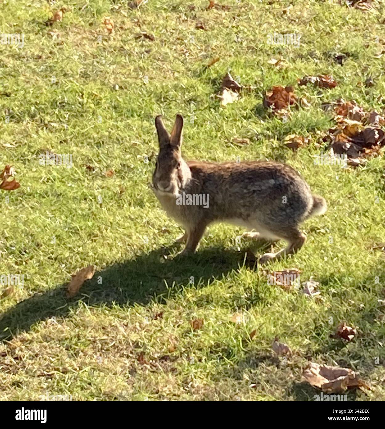 Grassy shadow hi-res stock photography and images - Alamy