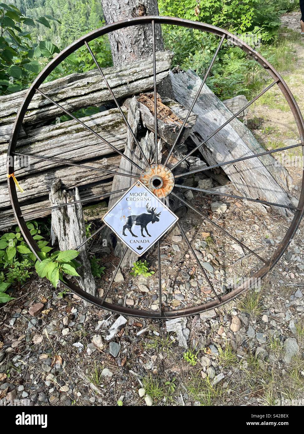 Moose crossing hi-res stock photography and images - Alamy