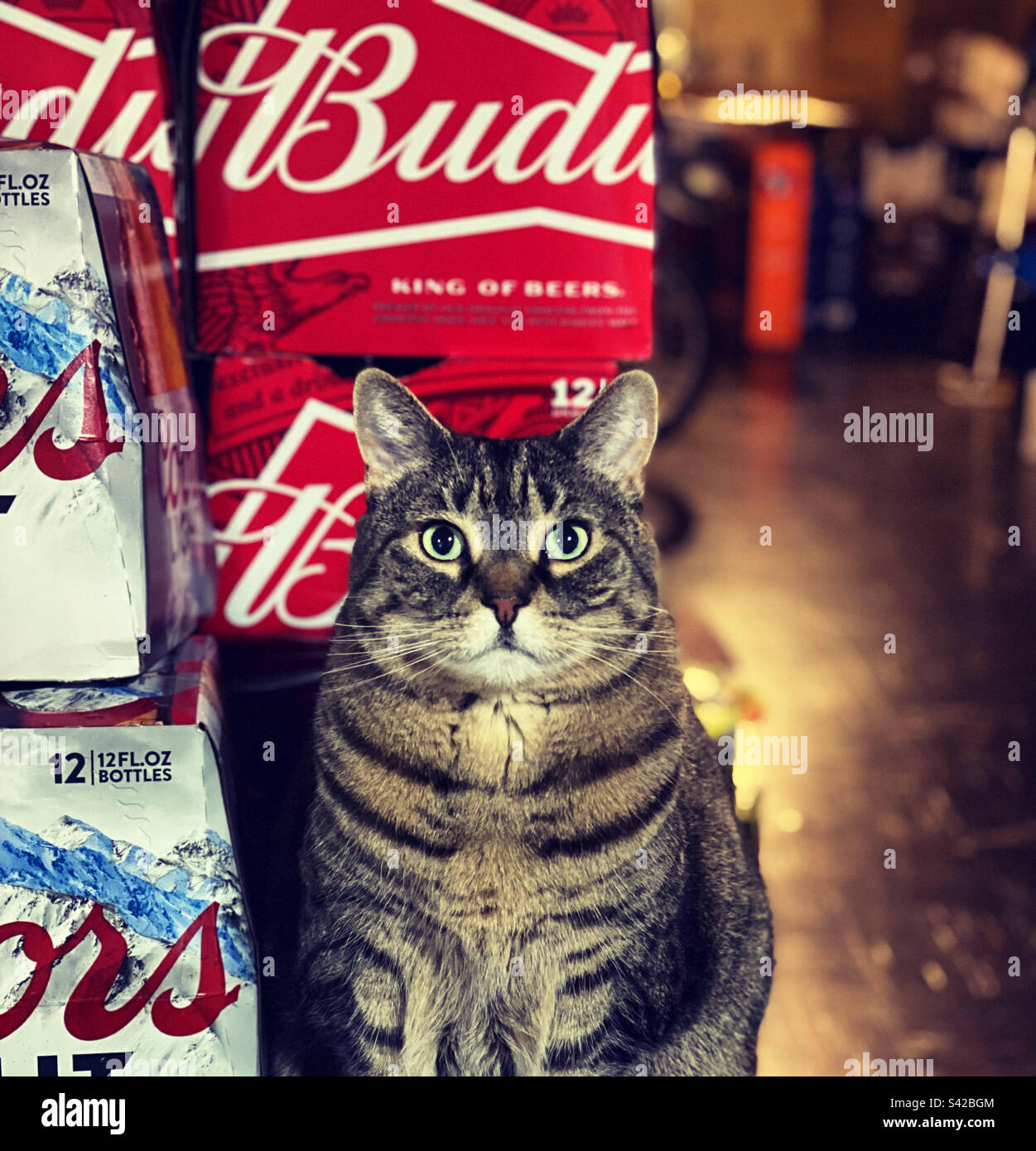 The Queen of beers Stock Photo - Alamy
