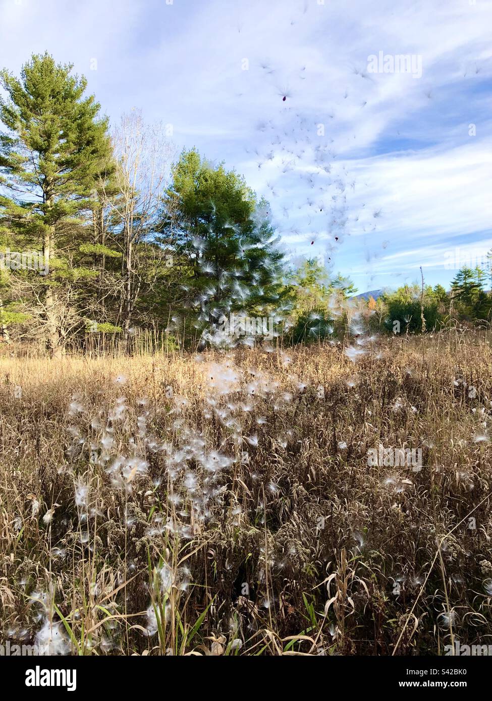 Fall milkweed hi-res stock photography and images - Alamy