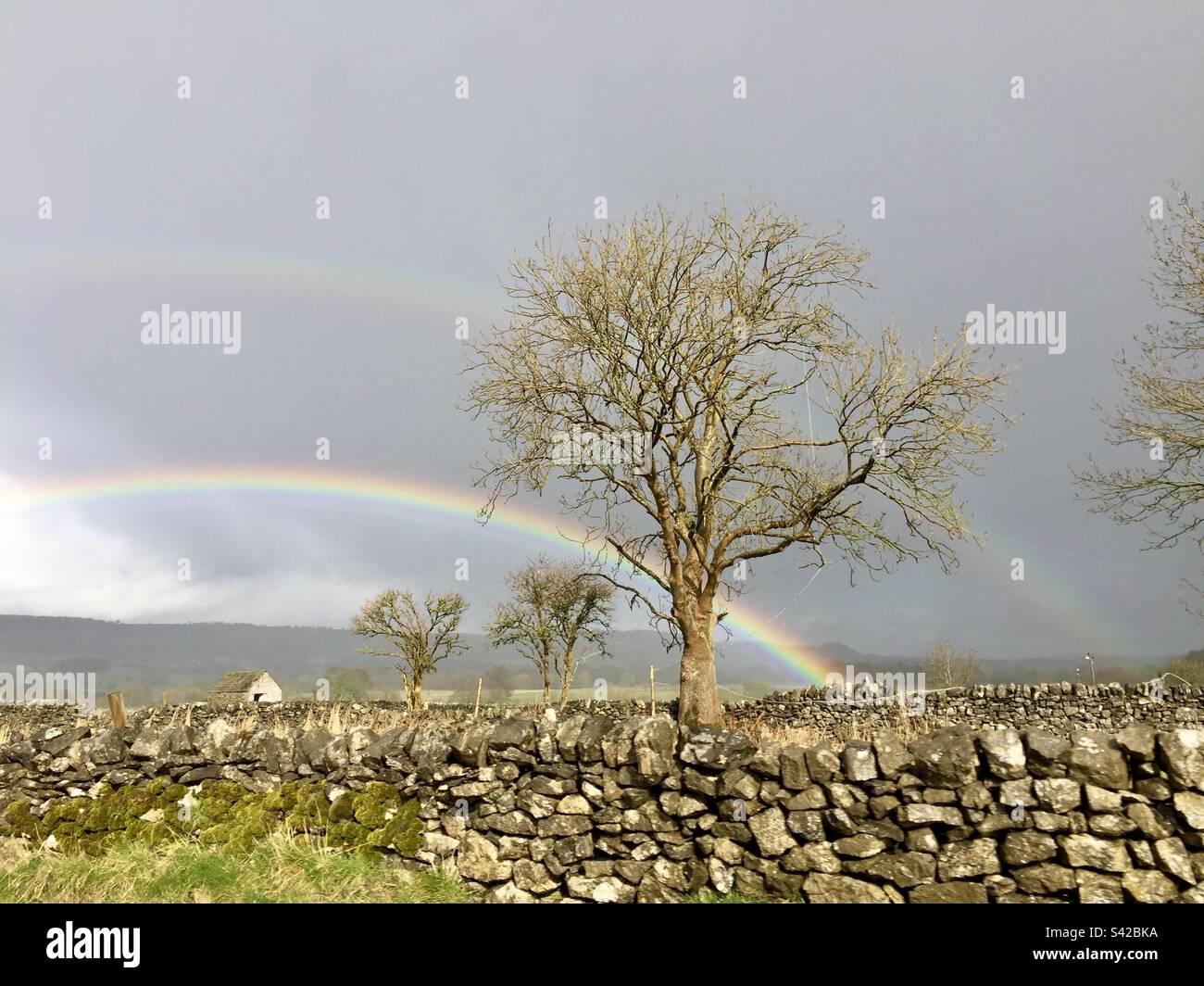 Stark tree hi-res stock photography and images - Alamy