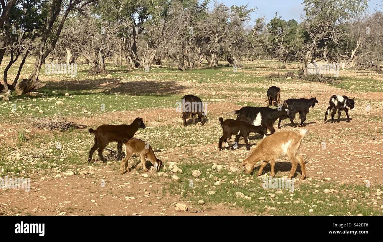 Goats in trees. Morocco Stock Photo - Alamy