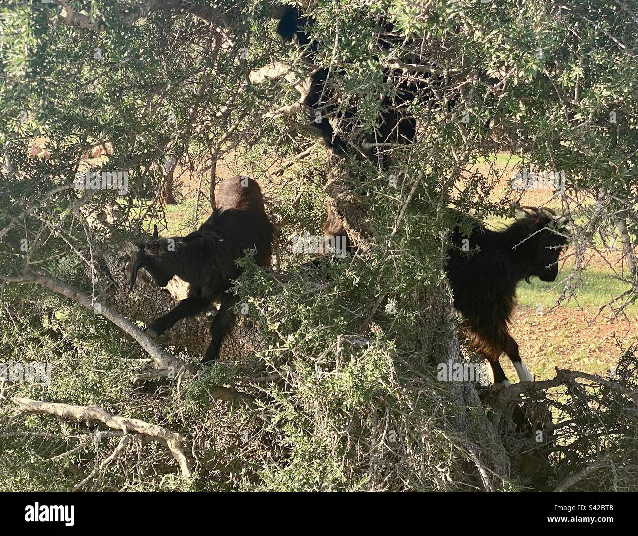 Goats in trees hi-res stock photography and images - Alamy