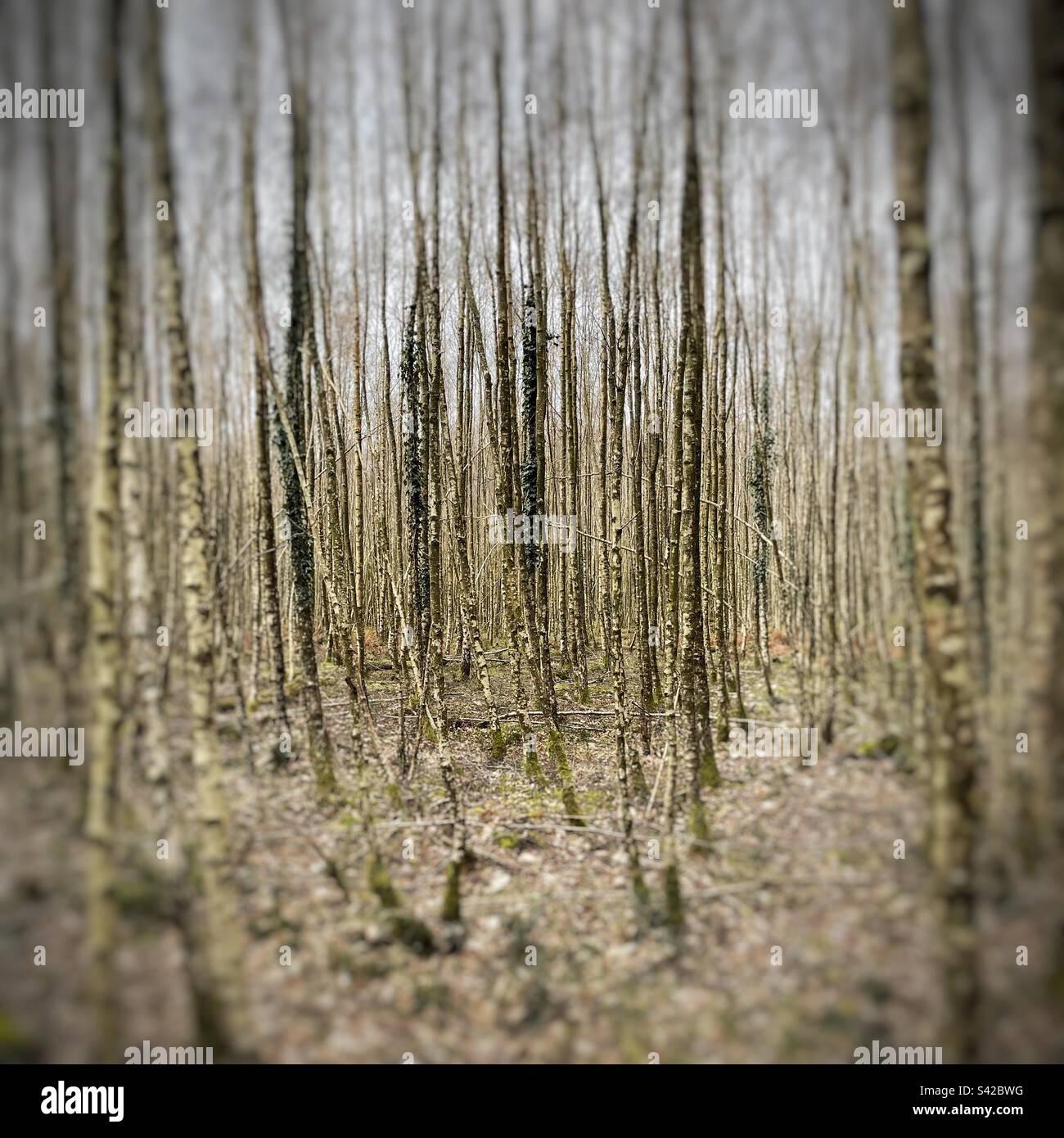 Focus on the woods Stock Photo - Alamy