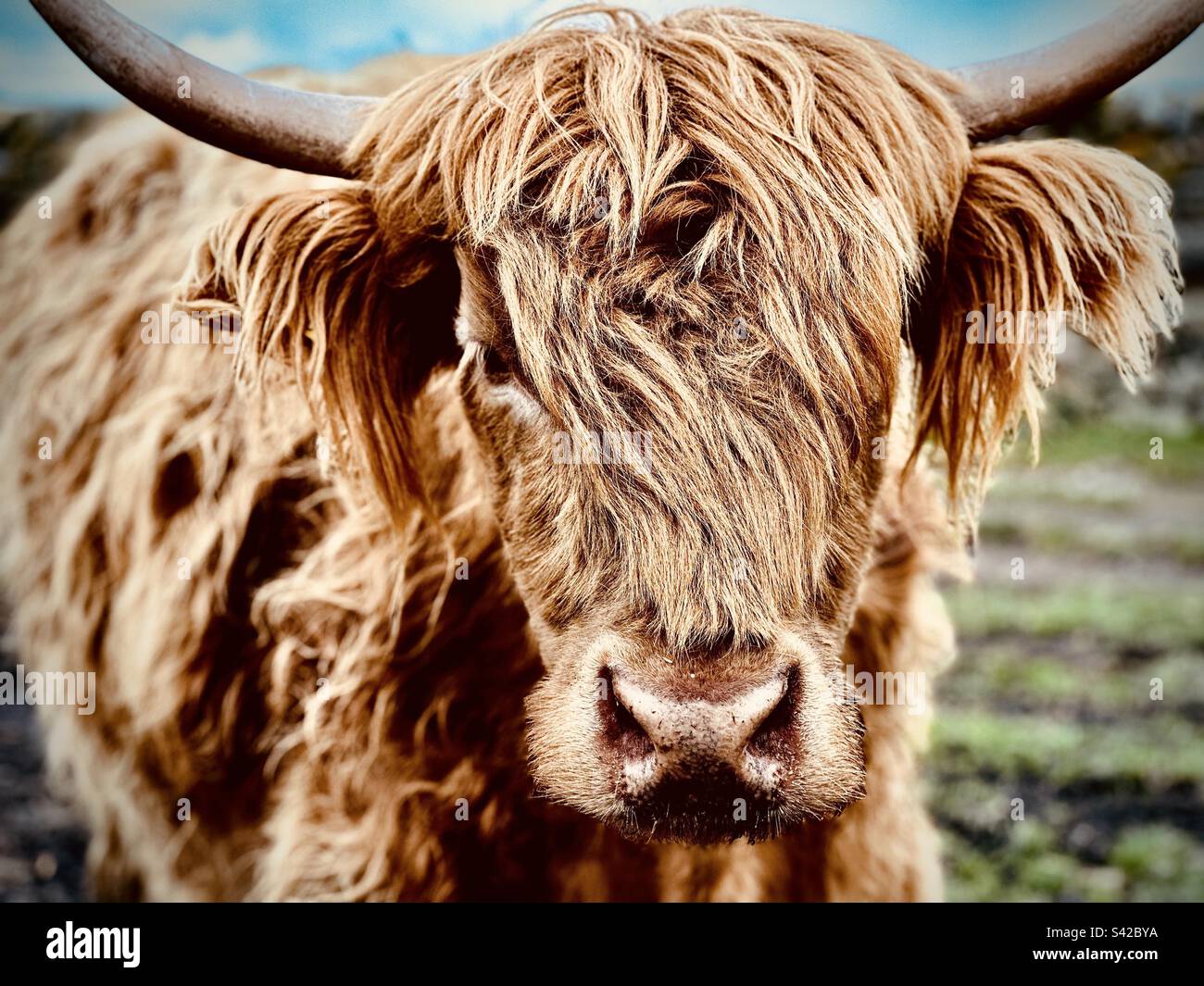 Peak district highland cow hi-res stock photography and images - Alamy