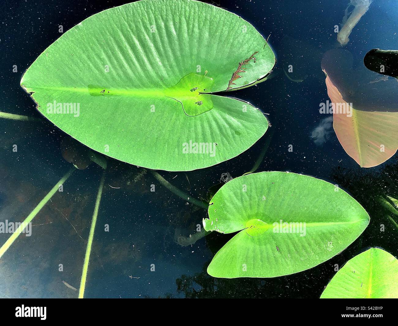 Green lilly pad hi-res stock photography and images - Alamy