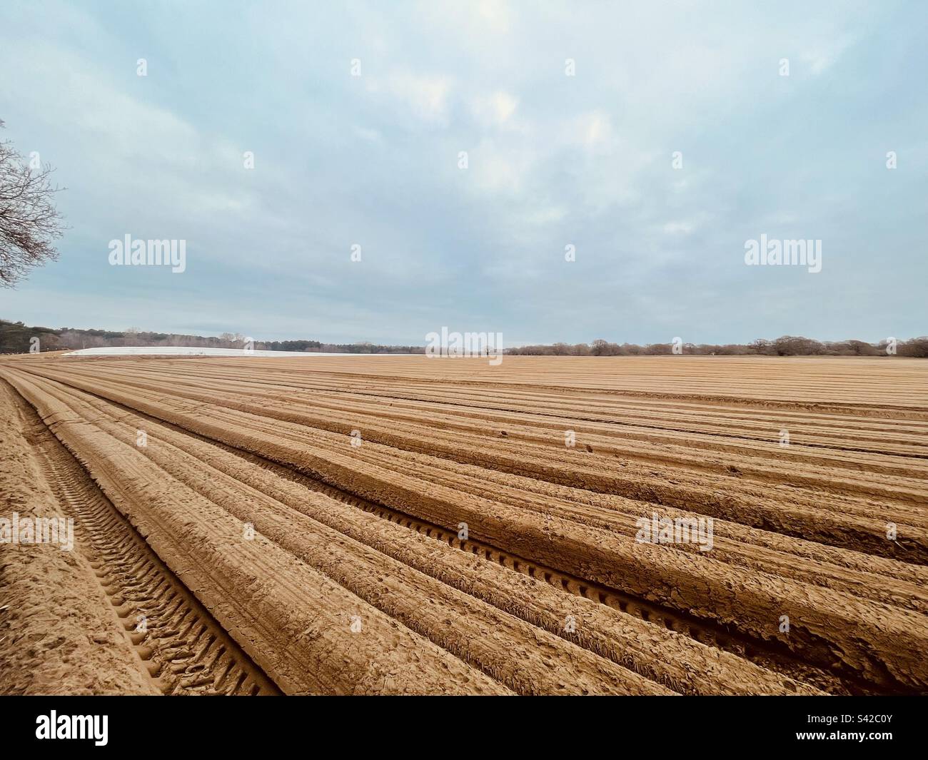 Ploughed field ready for crops. Suffolk, England, UK Stock Photo - Alamy