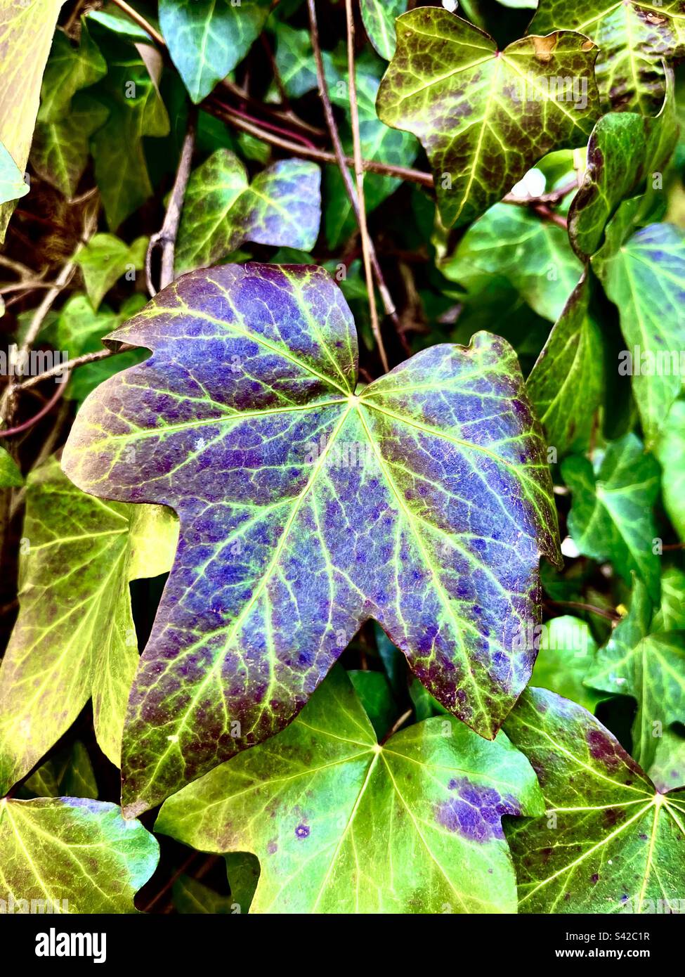 Ivy wild hi-res stock photography and images - Alamy