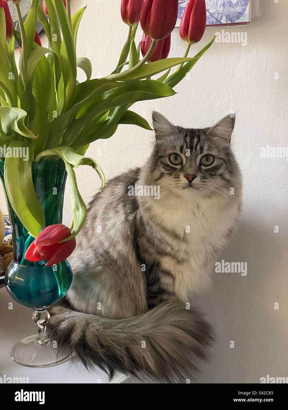 Cat and tulips Stock Photo - Alamy