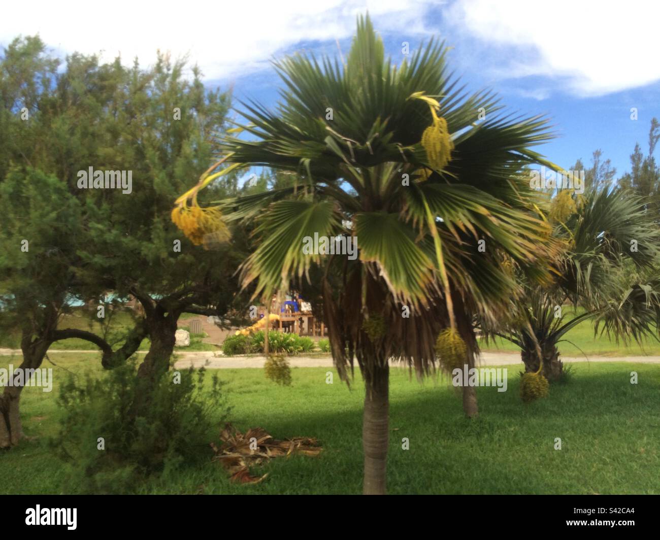 Tree of paradise hi-res stock photography and images - Alamy