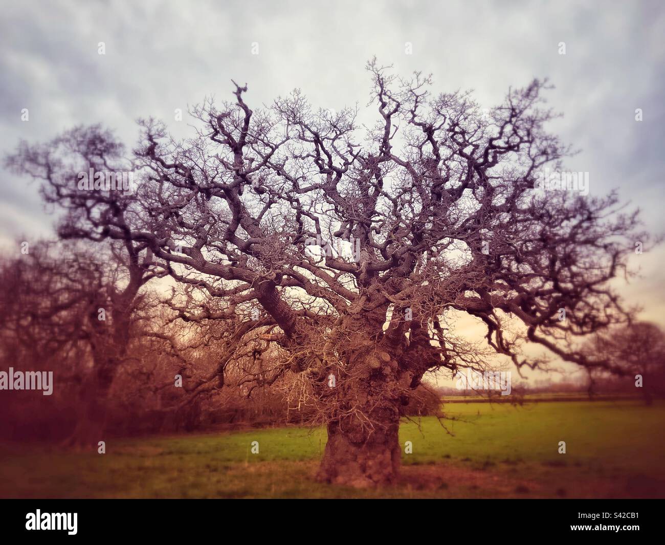 Ancient oak tree hi-res stock photography and images - Alamy