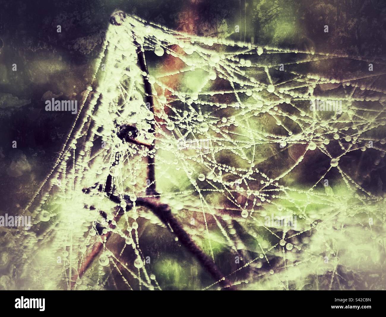 Rain spiders hi-res stock photography and images - Alamy