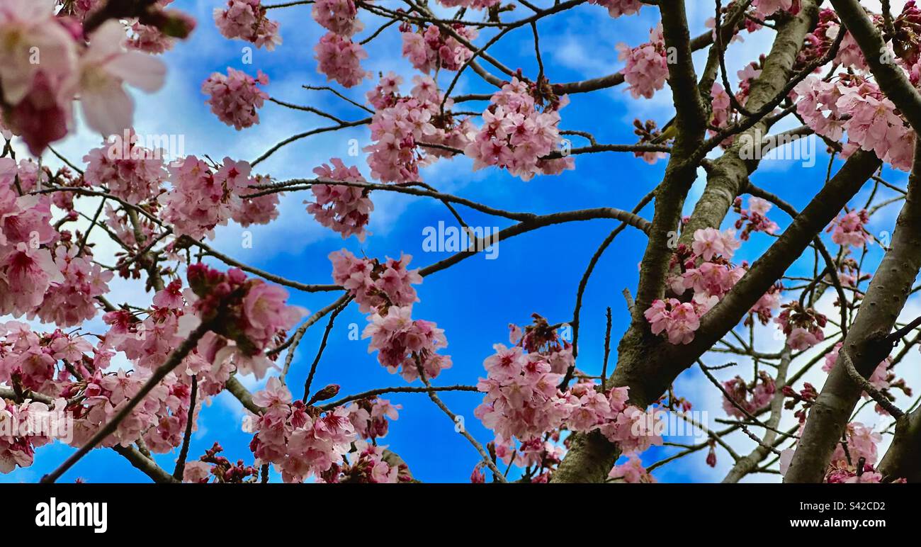 Sky through branches of cherry blossom tree hi-res stock photography ...