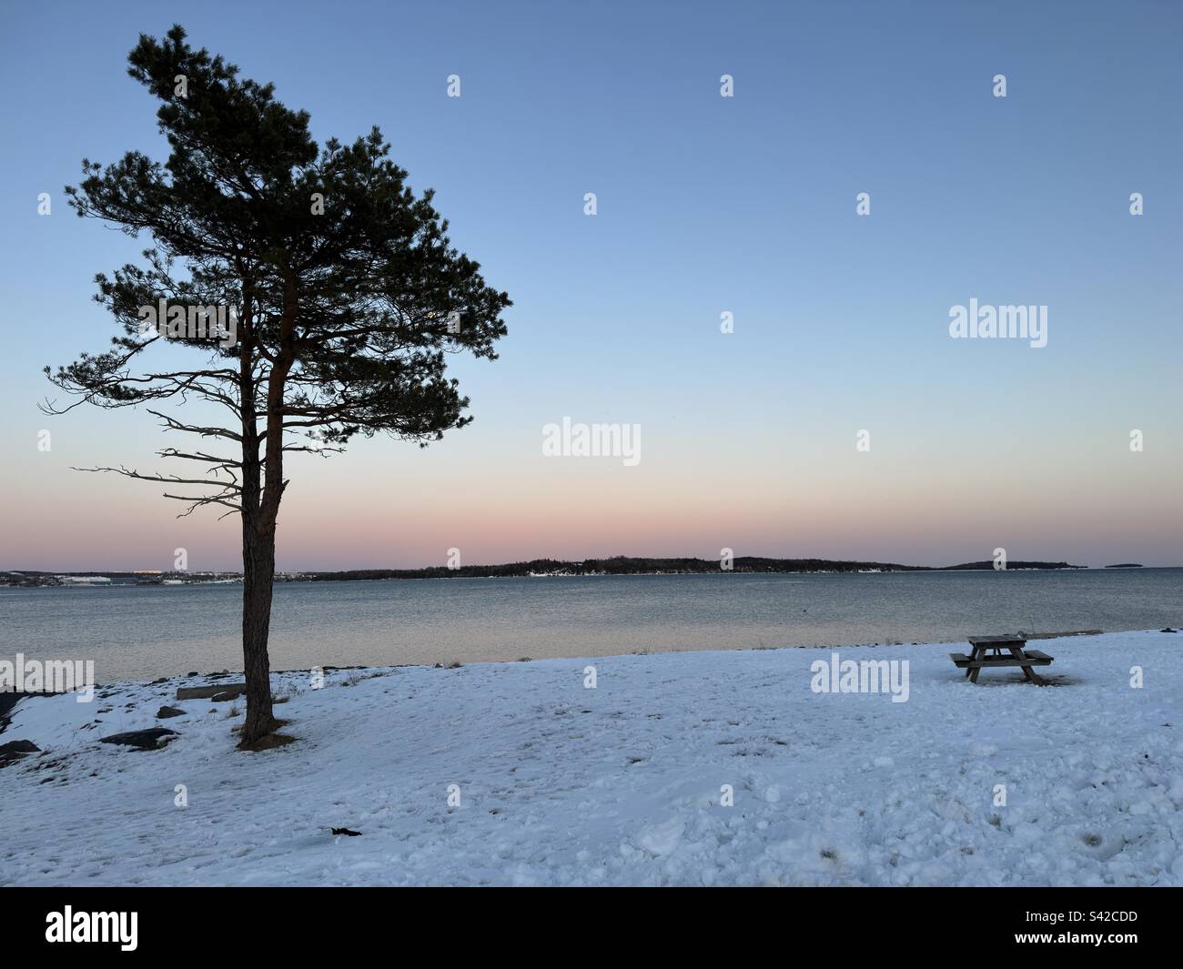 Peaceful winter scene in Point Pleasant Park, Halifax: lone tree and ...