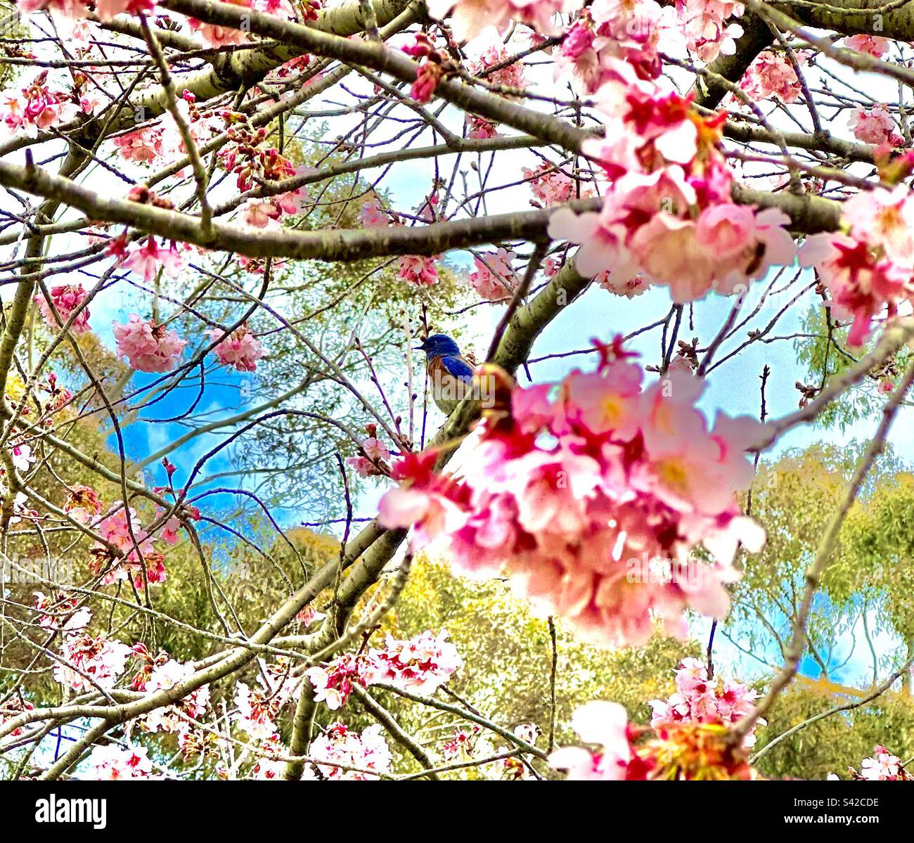 Western bluebird in branches of cherry blossom tree Stock Photo - Alamy