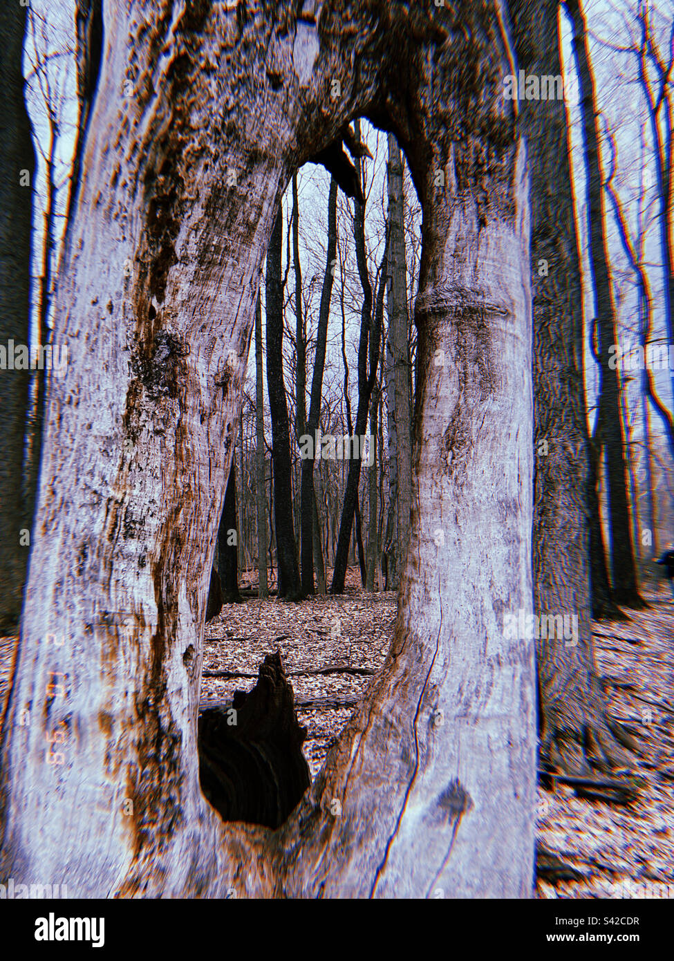 Tree trunk hole hi-res stock photography and images - Alamy