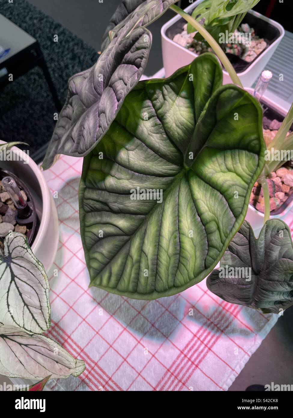 Dragon scale plant hi-res stock photography and images - Alamy