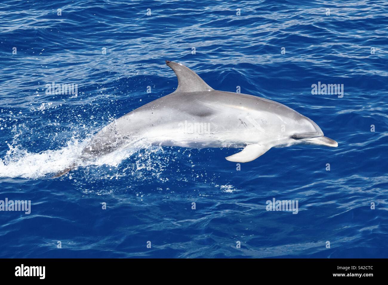 Jump dolphin hi-res stock photography and images - Alamy