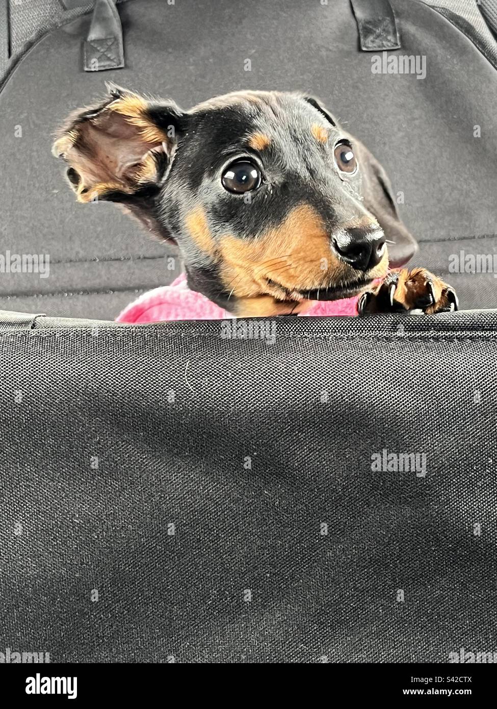 Half an ear hi-res stock photography and images - Alamy