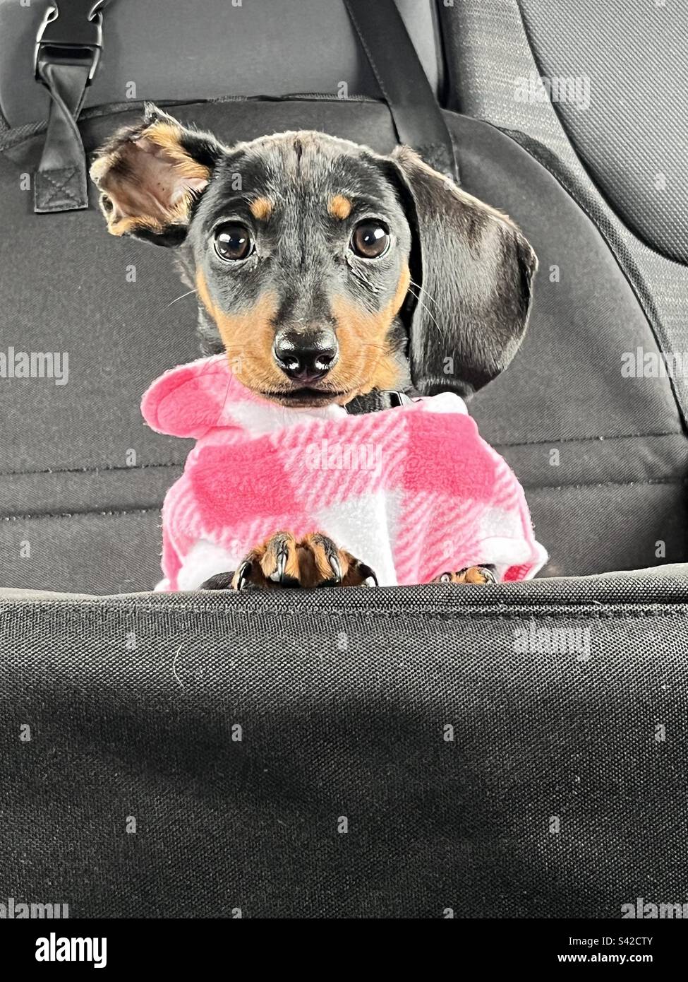 Half an ear hi-res stock photography and images - Alamy