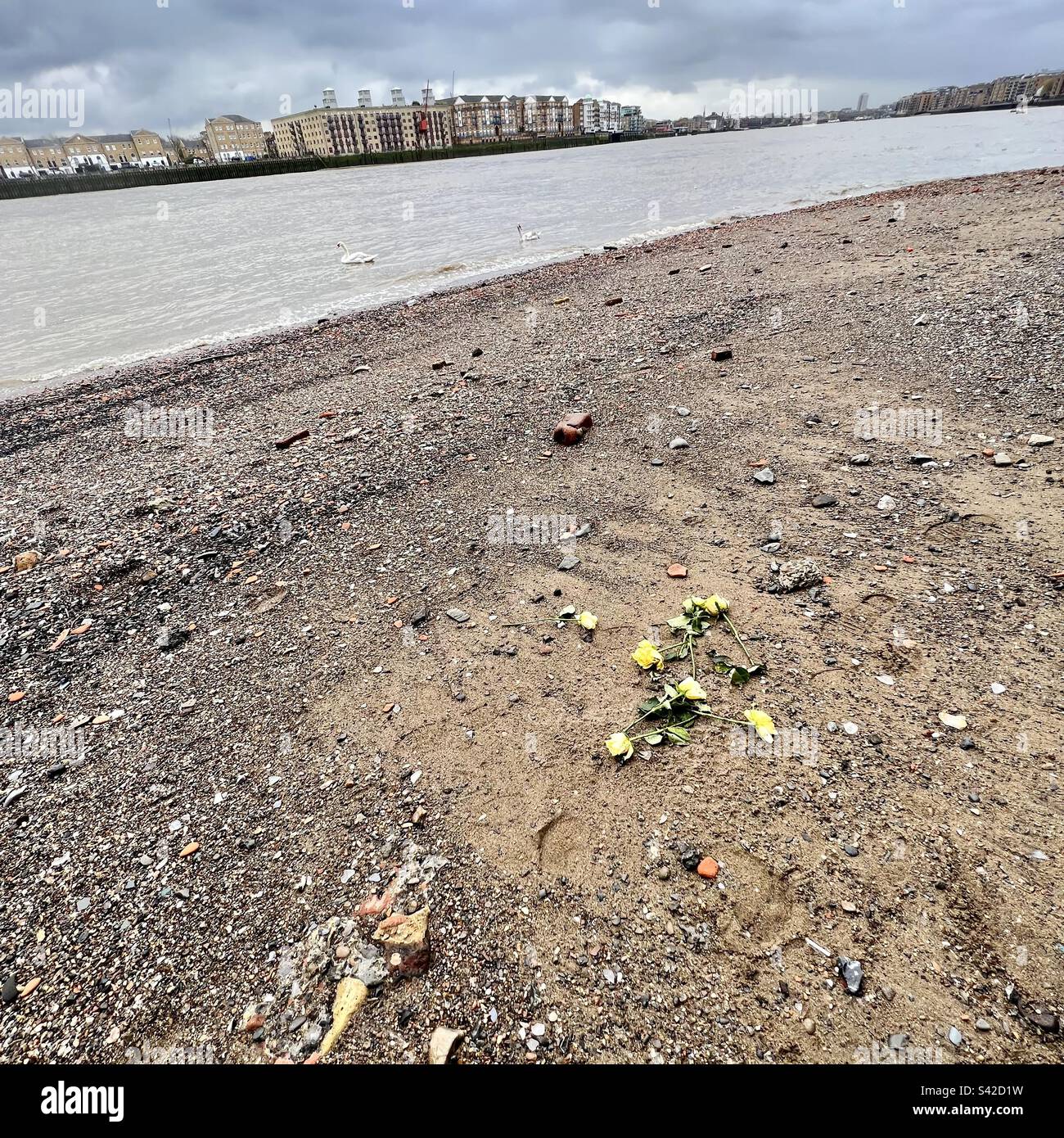 River Thames Foreshore Wapping with yellow roses Stock Photo - Alamy