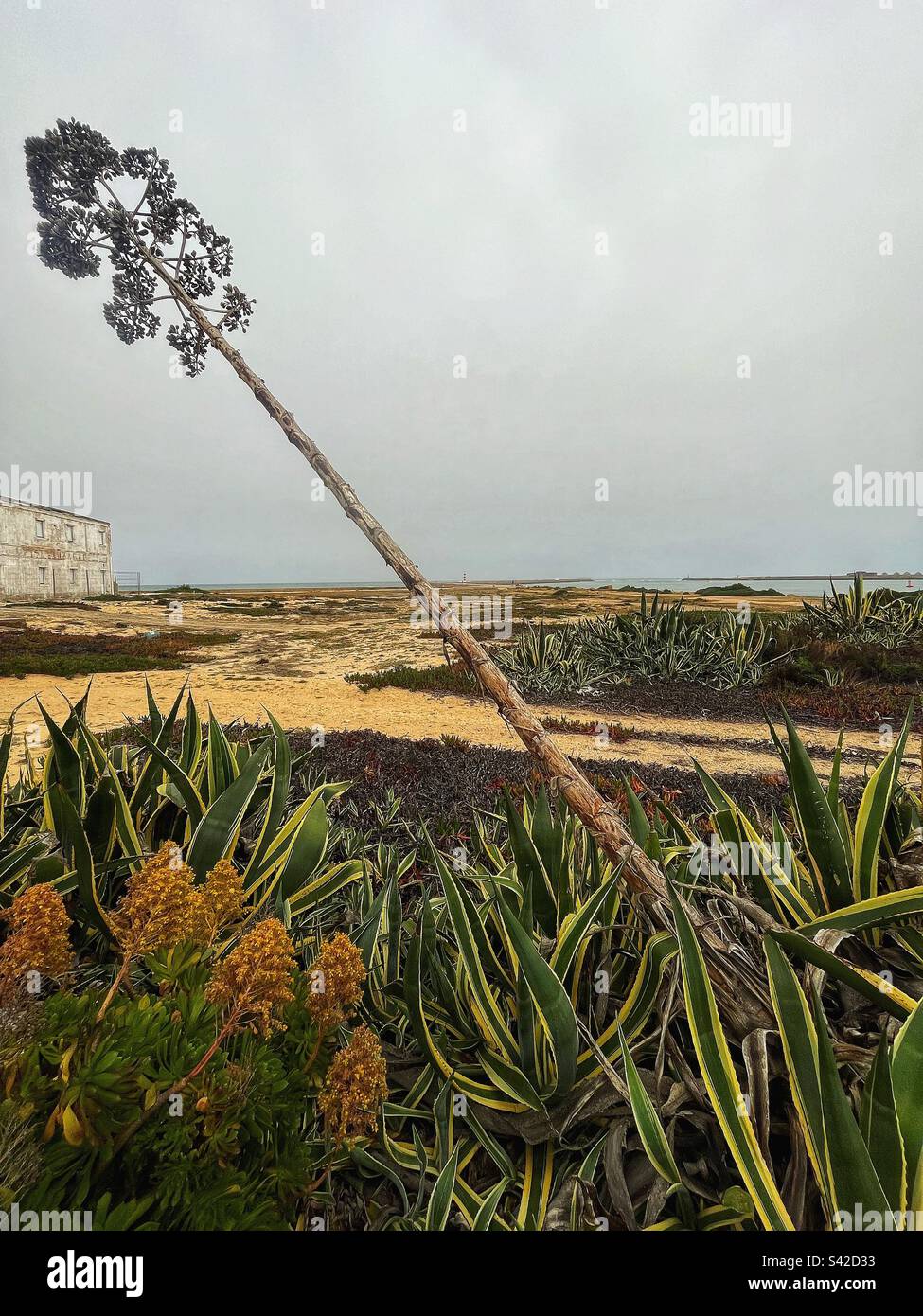 Flowering agave on the Ilha Culatra, Portugal on the Atlantic coast ...