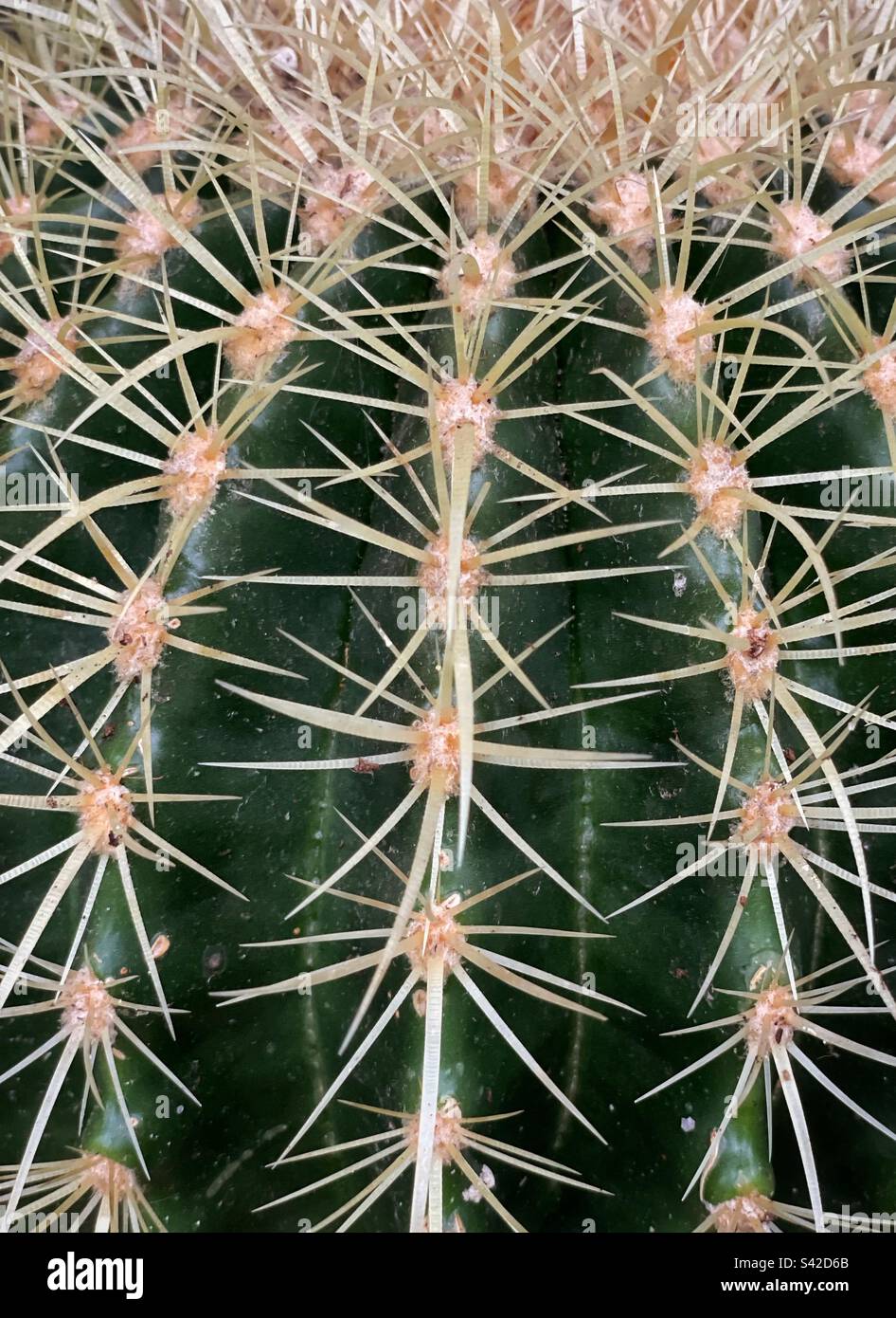 Close up of catus spines Stock Photo - Alamy