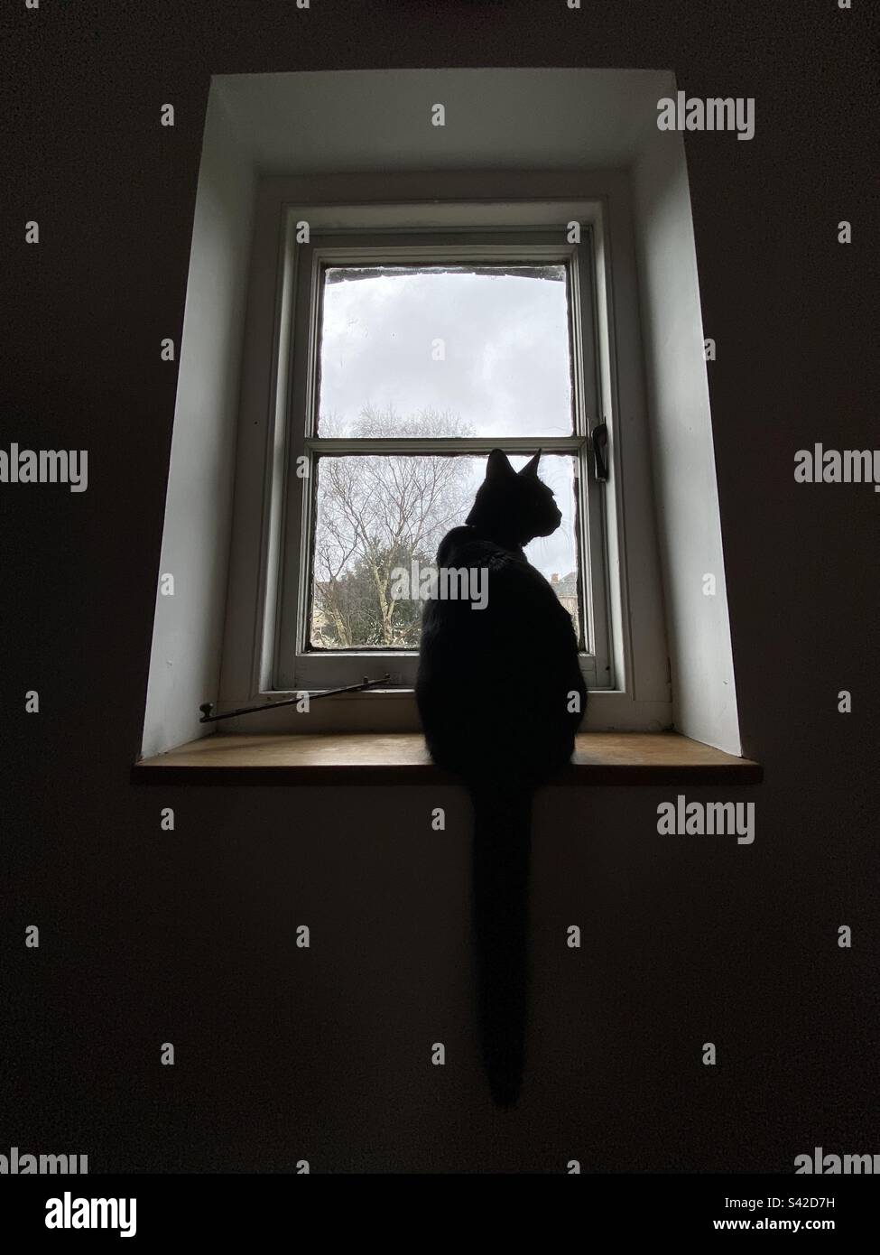 Lonely black cat peering out of a small window wondering whether to go ...