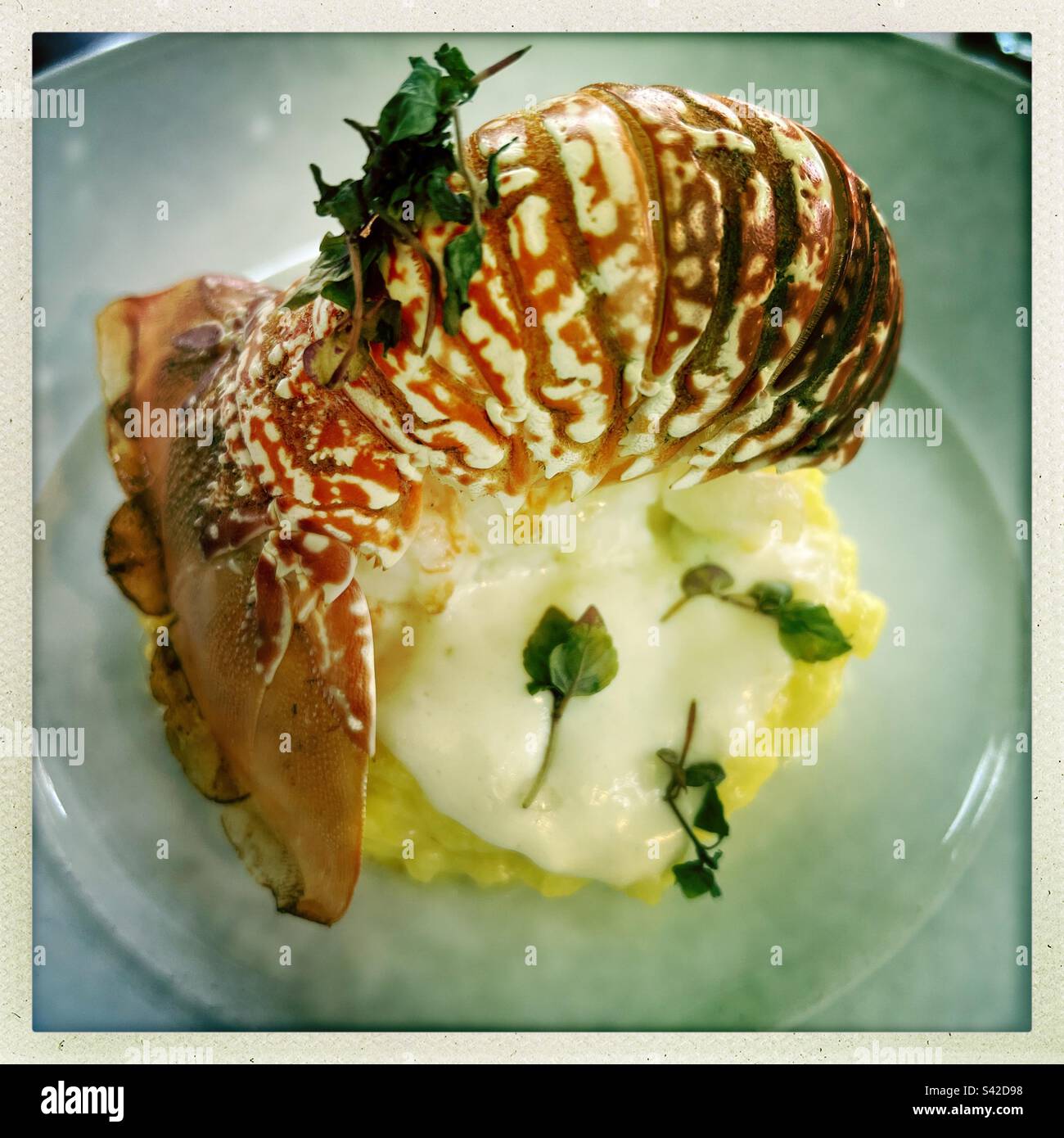 Lobster tail on top of Meyer lemon risotto Stock Photo - Alamy