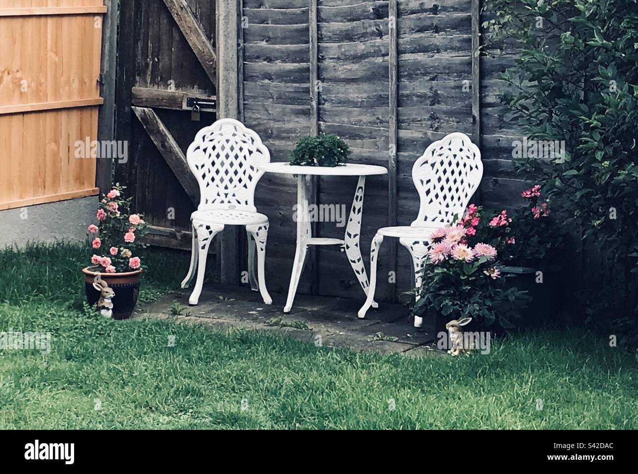Cottage garden roses hi-res stock photography and images - Alamy