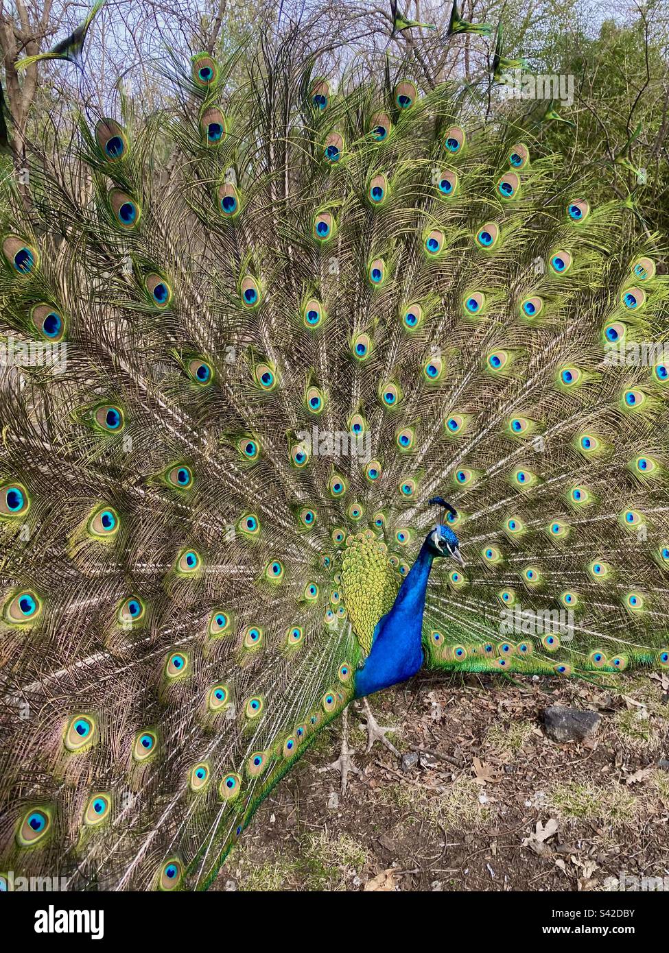 Pavone blu hi-res stock photography and images - Alamy