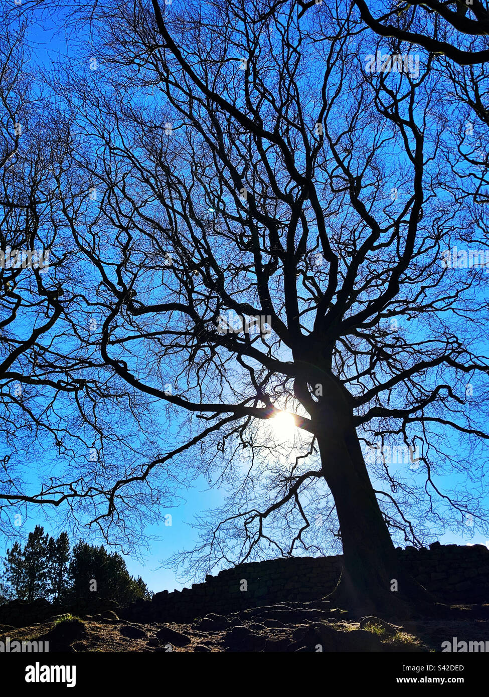 Silhouette of a tree with no leaves on the Chevin West Yorkshire Stock ...
