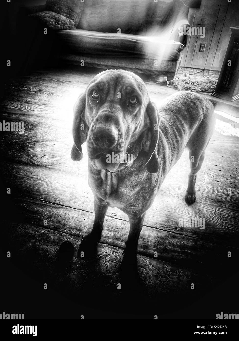 Old hound hi-res stock photography and images - Alamy