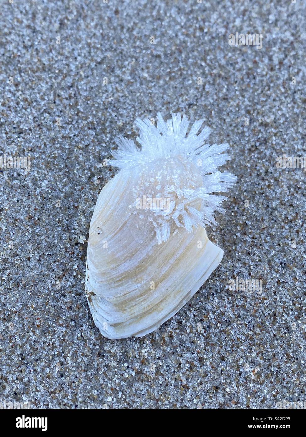 Ice shell hi-res stock photography and images - Alamy