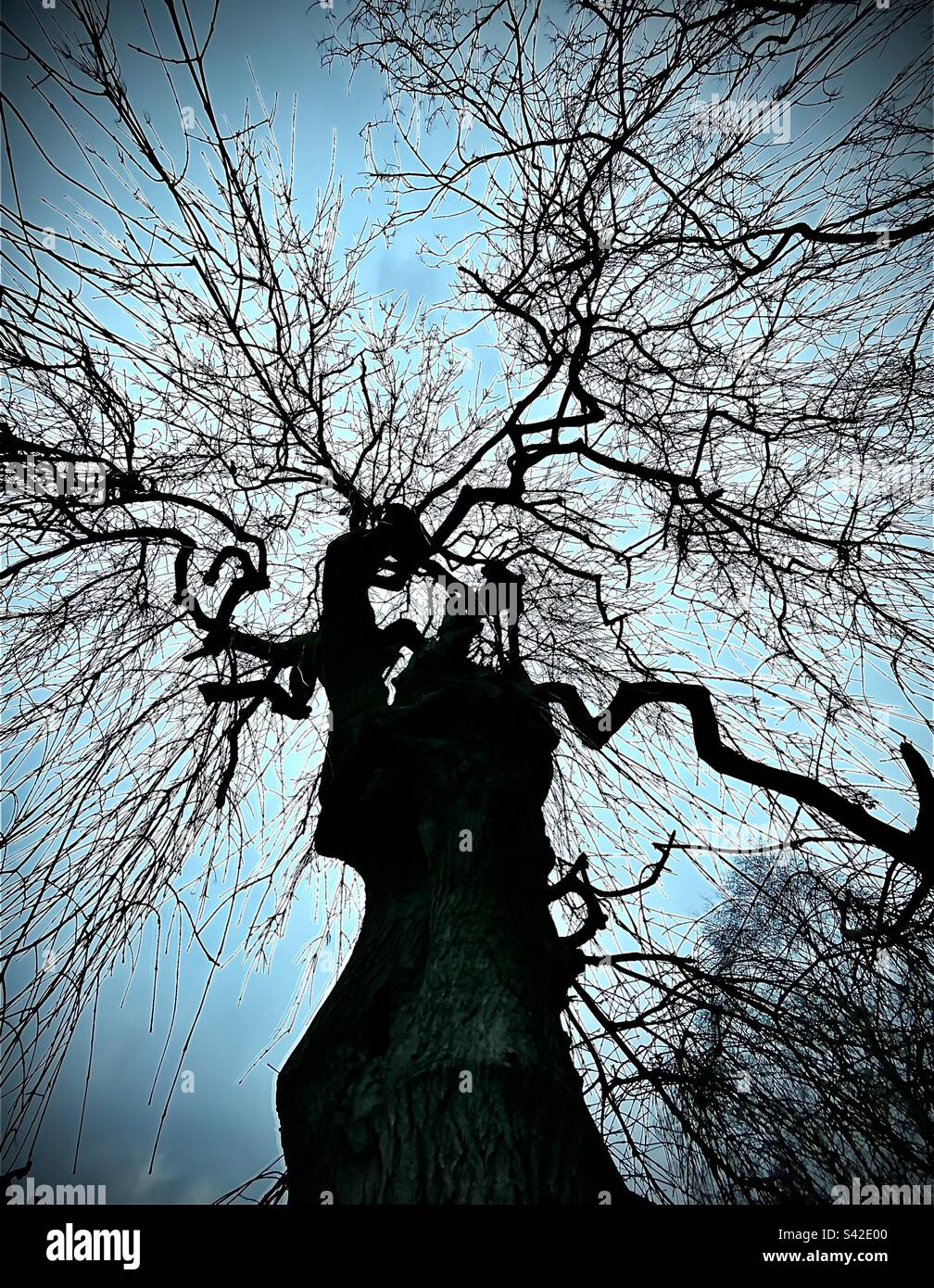 Rare weeping ash tree. Latin name Fraxinus excelsior 'Pendula in a ...
