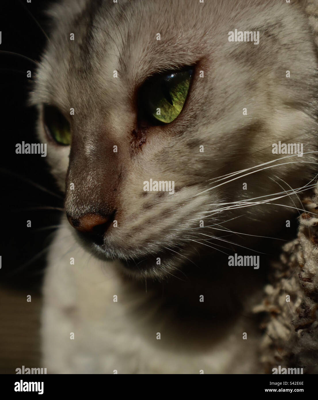 Medusa eyes hi-res stock photography and images - Alamy