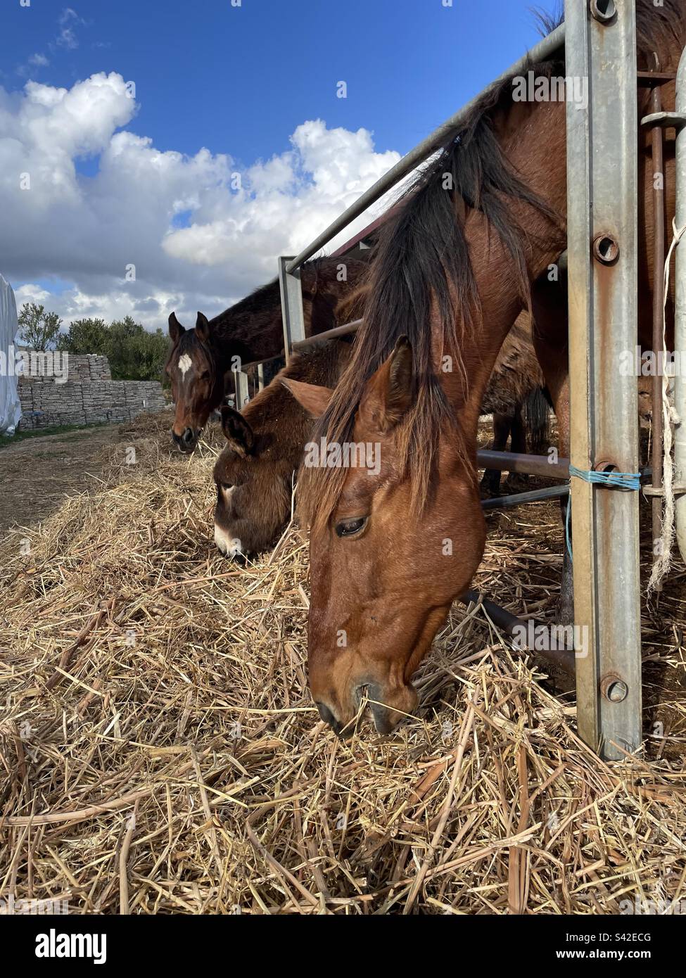 Farm animals hay hi-res stock photography and images - Alamy