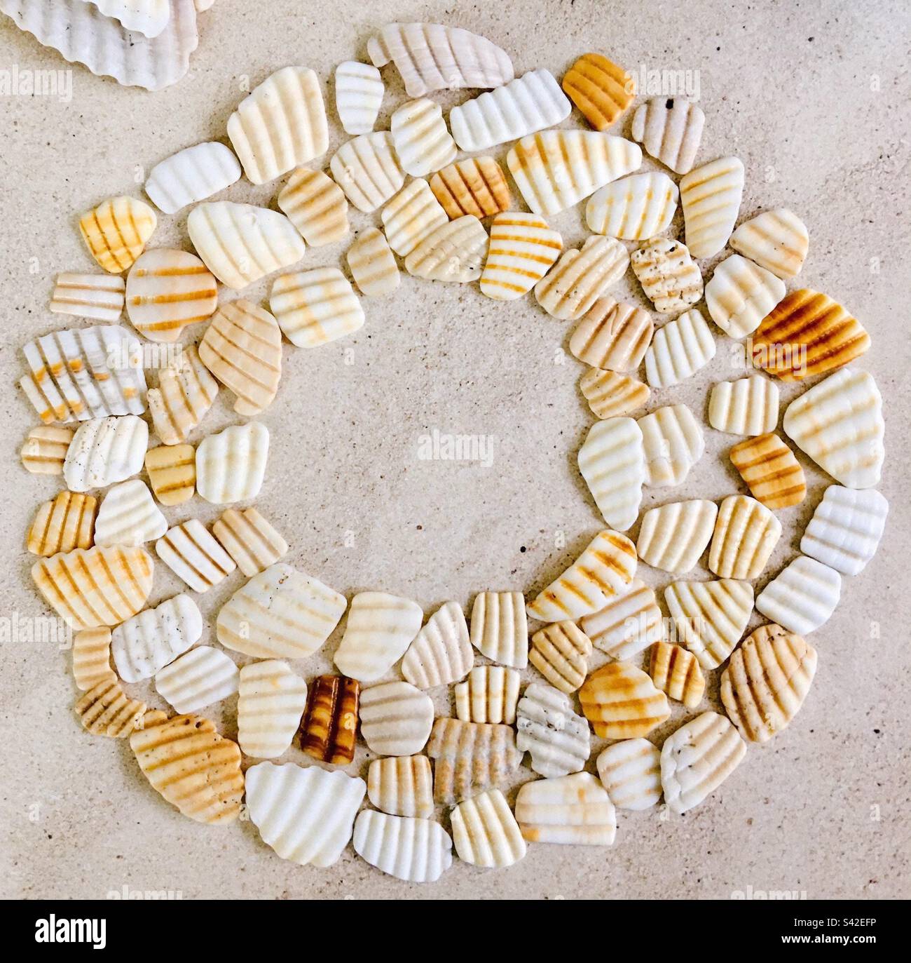 A wreath made with giant cockle shell pieces that I handpick walking ...