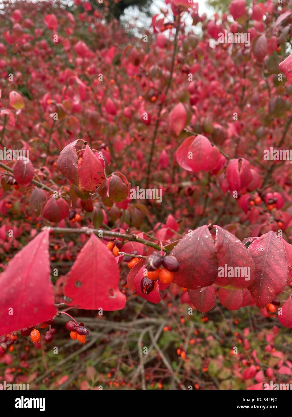 Minnetrista hi-res stock photography and images - Alamy