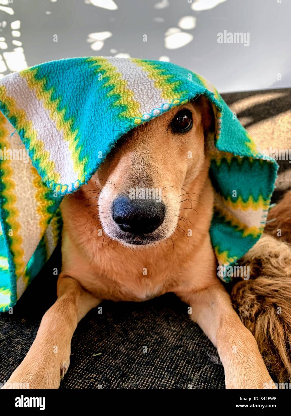 Hide seek dog hi-res stock photography and images - Alamy