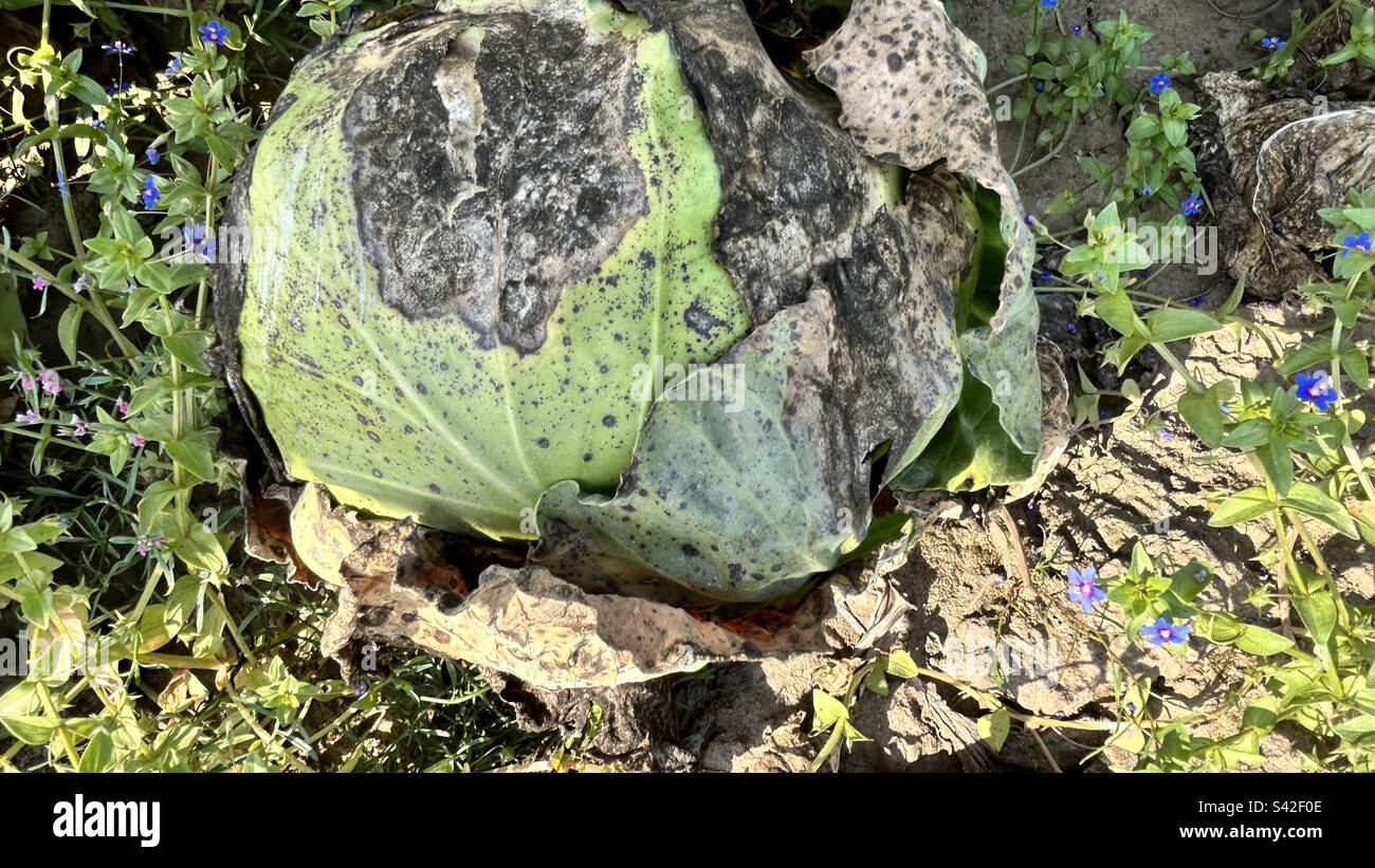 Cabbage plant having severe infestation of Alternaria brassicicola # ...