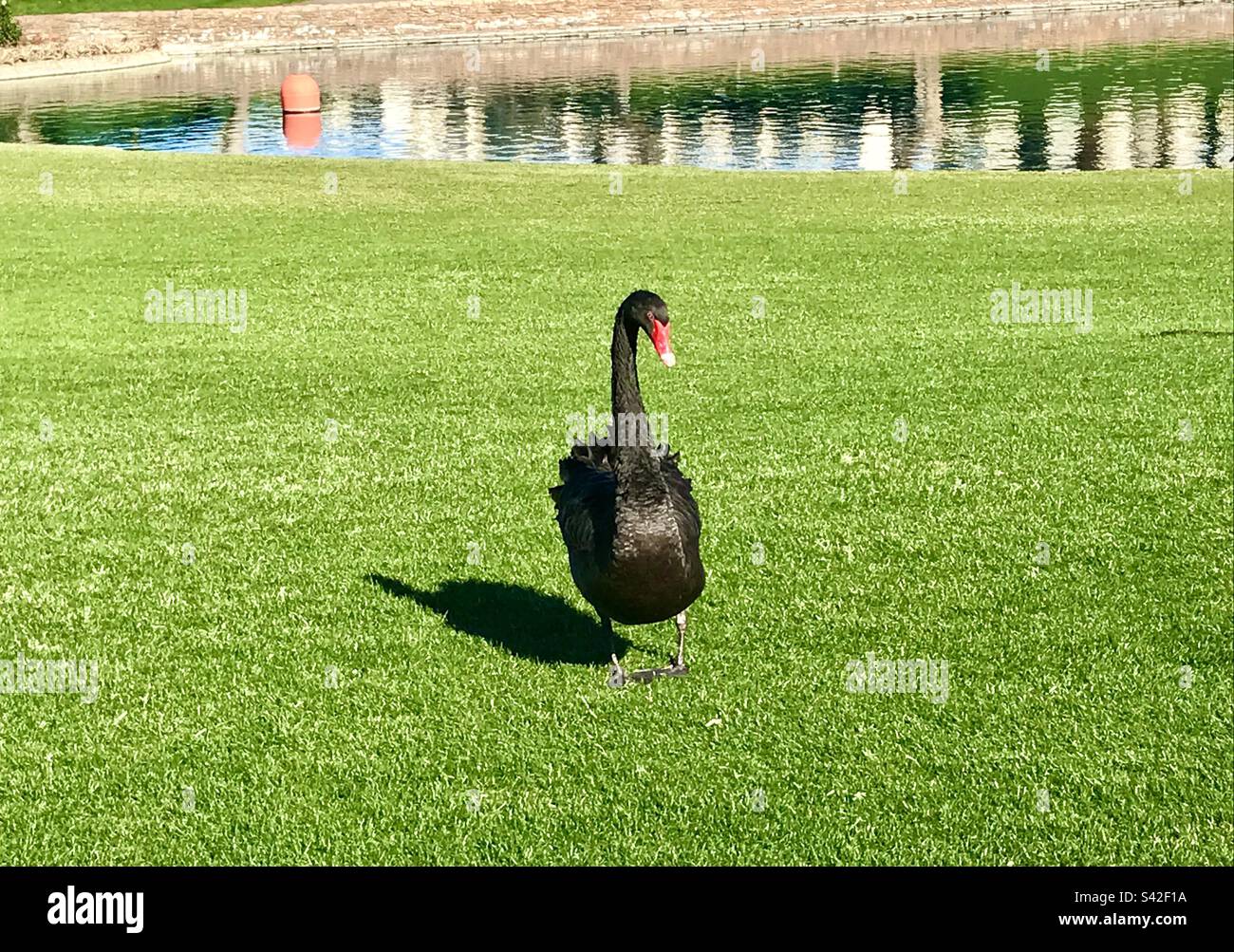 A black swan and it’s shadow on grass Stock Photo - Alamy