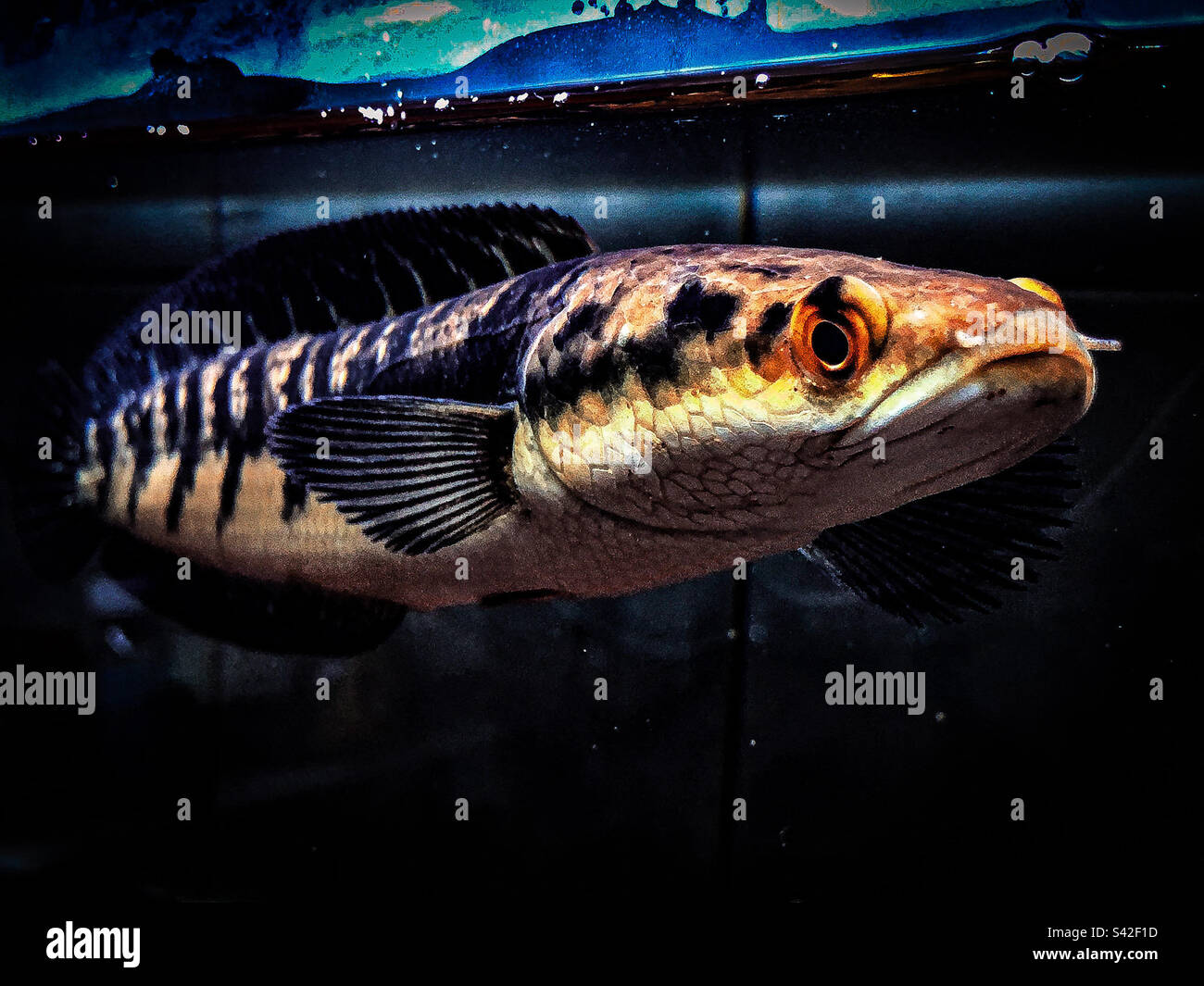 Channa fish hi-res stock photography and images - Alamy